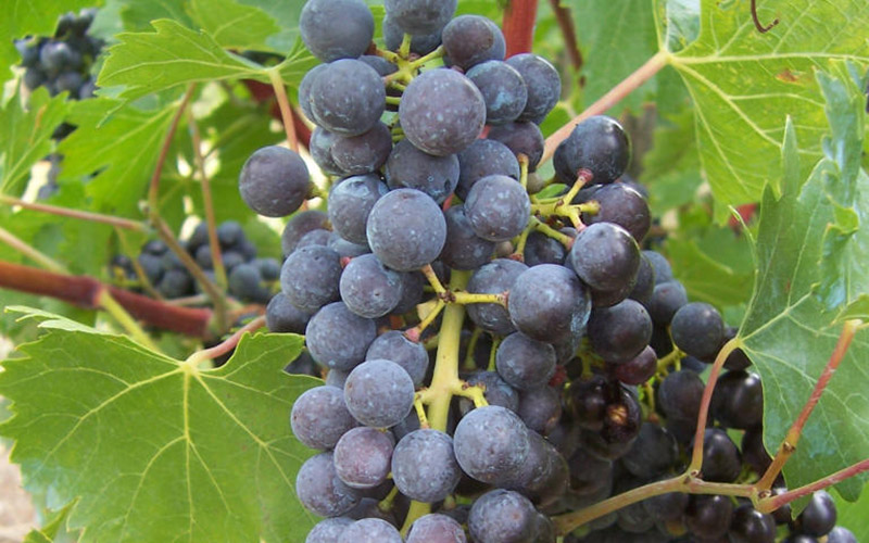 Deuxième édition du Festival de vigne doukkalie : Une bonne promotion ...