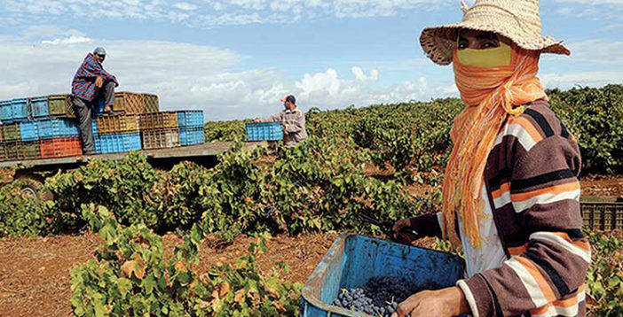 Plan Maroc Vert : Une moisson exceptionnelle – Aujourd'hui le Maroc