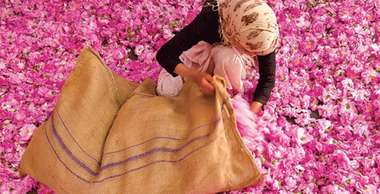 Le 59ème Salon international de la rose à parfum du 3 au 6 mai à Kelâat ...