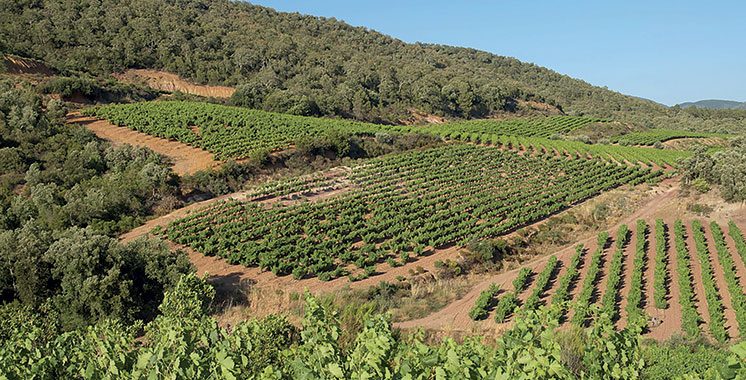 Zones agricoles : Le programme d’appui avance dans la région Souss ...