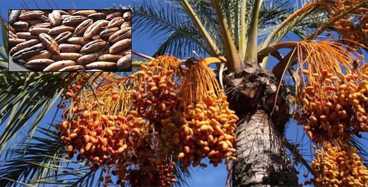 Poudre et huiles de noyaux, alimentation pour animaux… L’INRA braque ...
